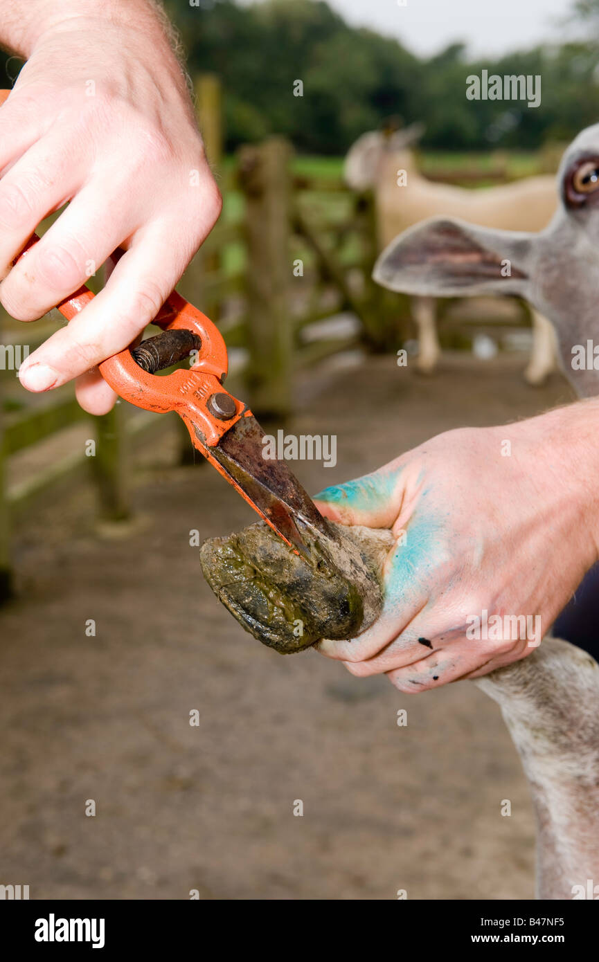 Farmer inspecting sheep hi-res stock photography and images - Alamy