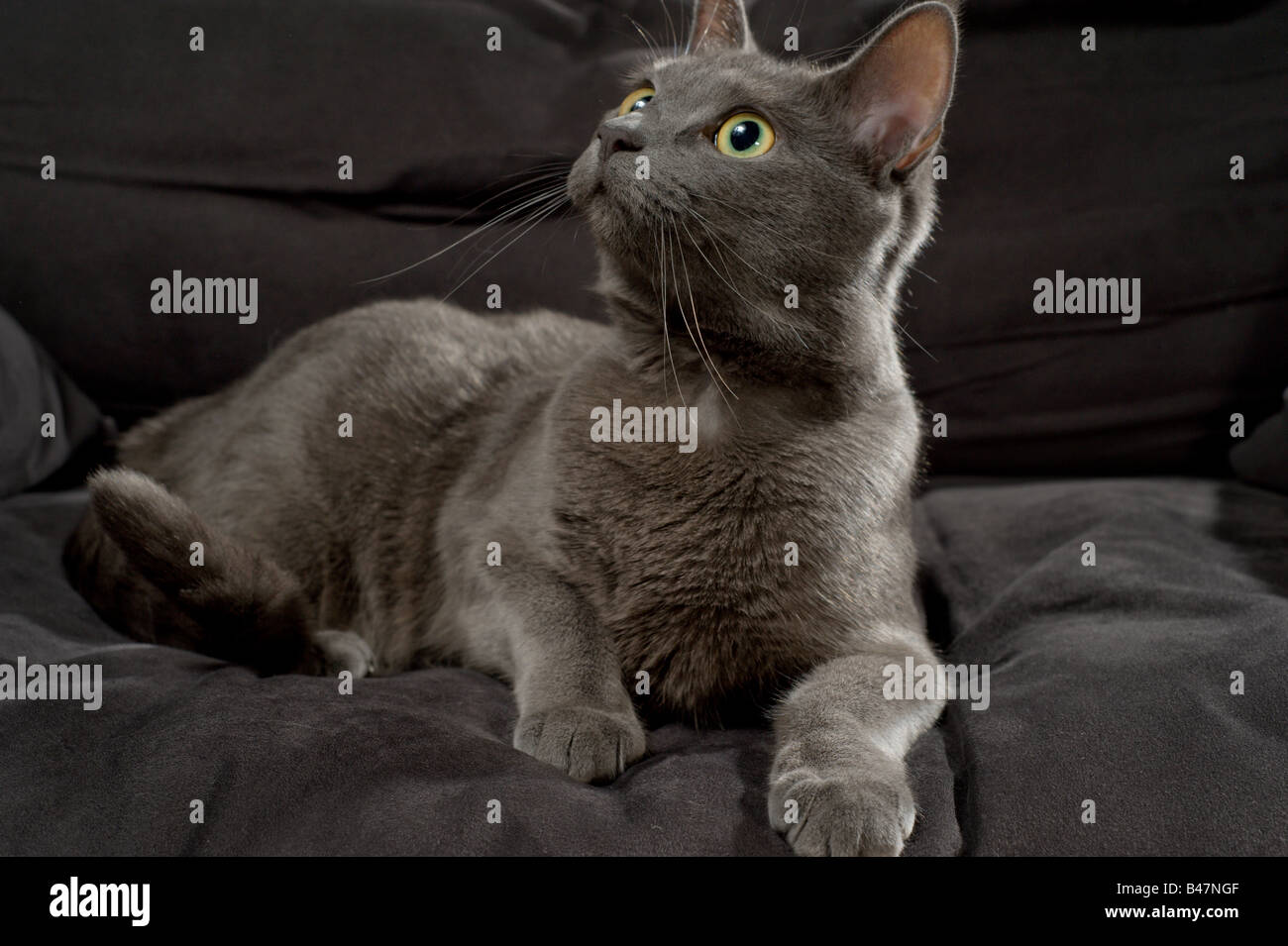 portrait of a gray cat looking up Stock Photo - Alamy