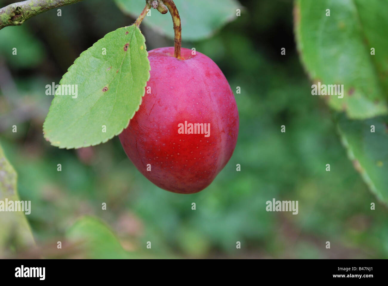 Victoria plum growing on a plum tree Stock Photo - Alamy