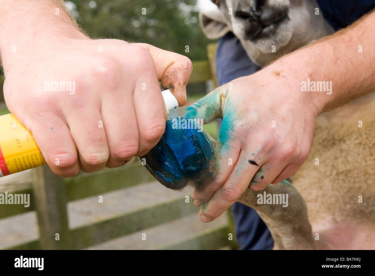 Farmer spraying sheeps foot with an antibiotic spray to help heal ...
