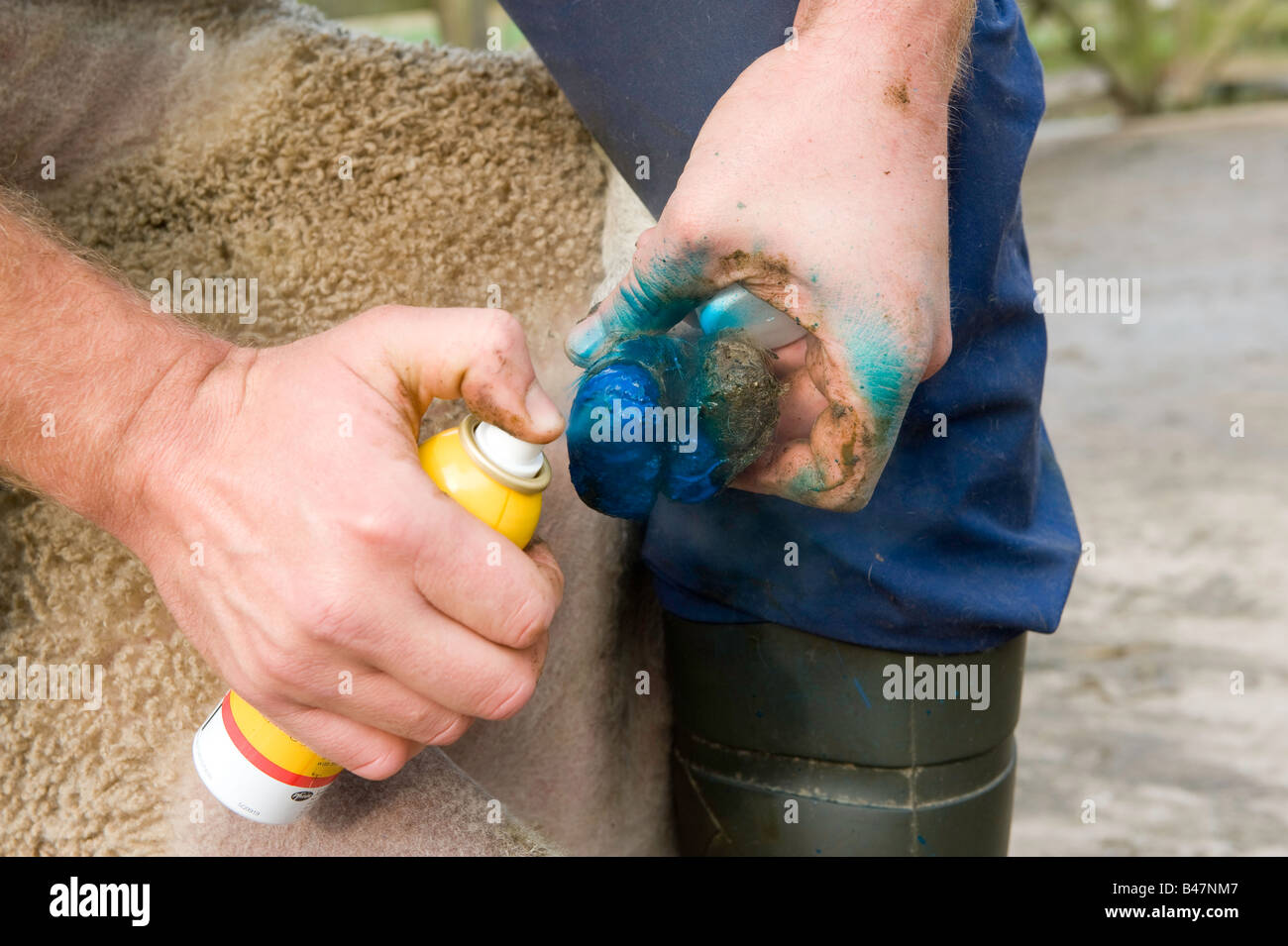 Hoof Infection High Resolution Stock Photography and Images - Alamy