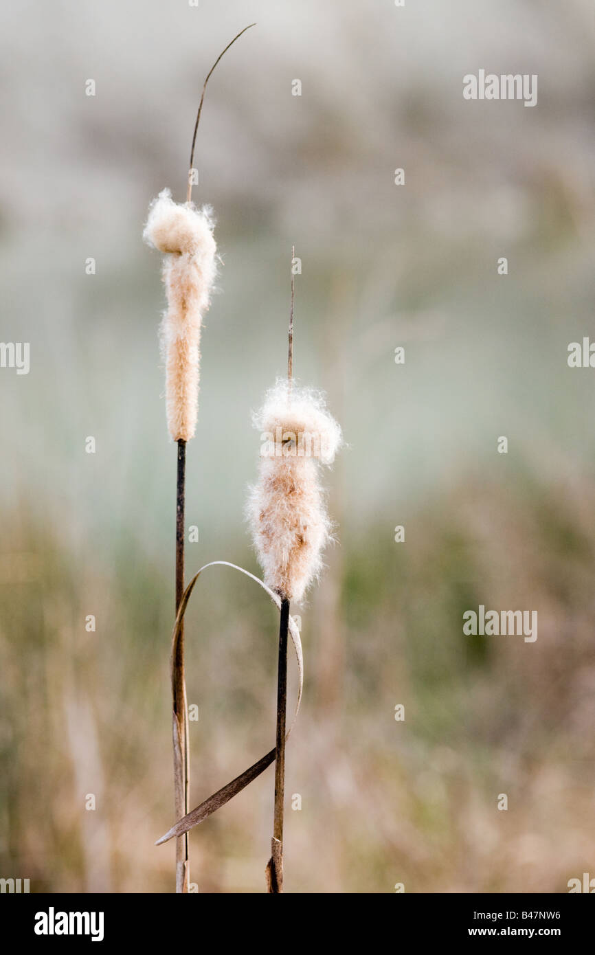 Cattail Seed Dispersal
