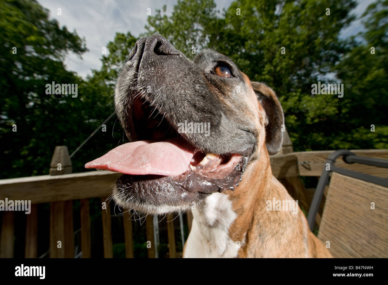 Boxer Dog Ears High Resolution Stock Photography and Images - Alamy