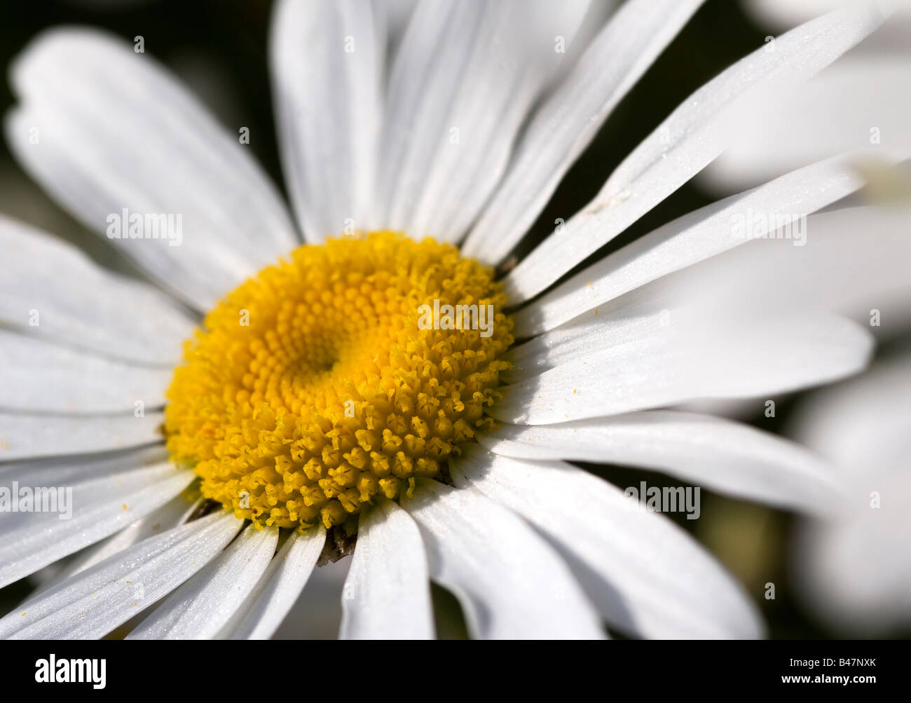 A creative large daisy photo up close Stock Photo - Alamy