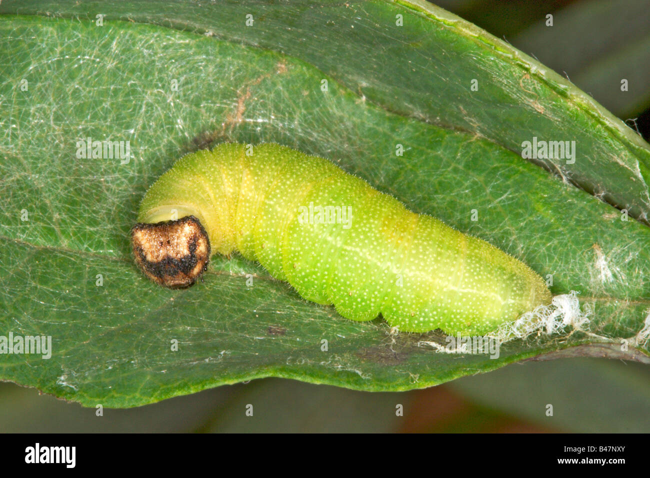 Persius hi-res stock photography and images - Alamy