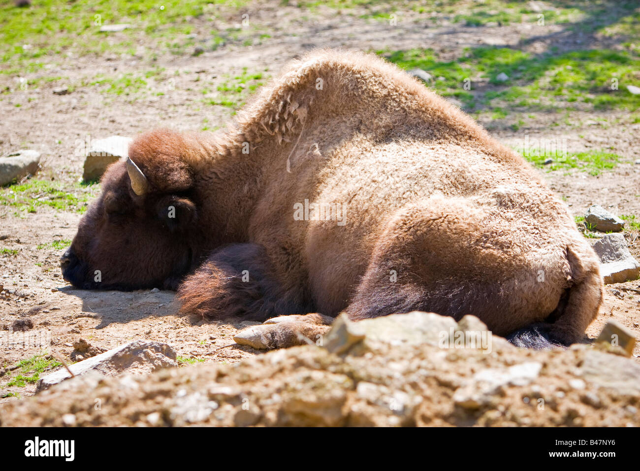 An American buffalo resting on dirt Stock Photo - Alamy