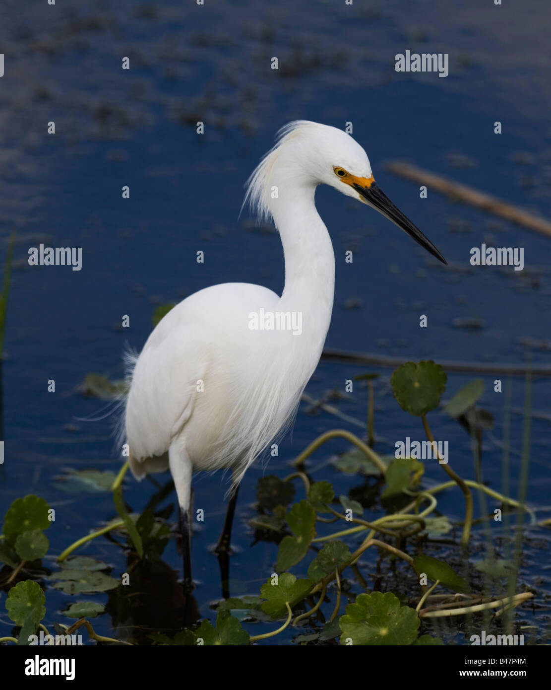 Water bird vertical card eye eyes feather feathers stalking hunting hi ...