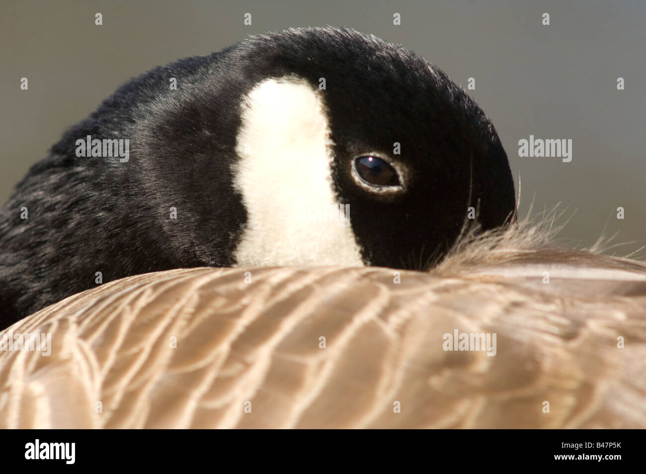 Waterfowl bird hi-res stock photography and images - Alamy