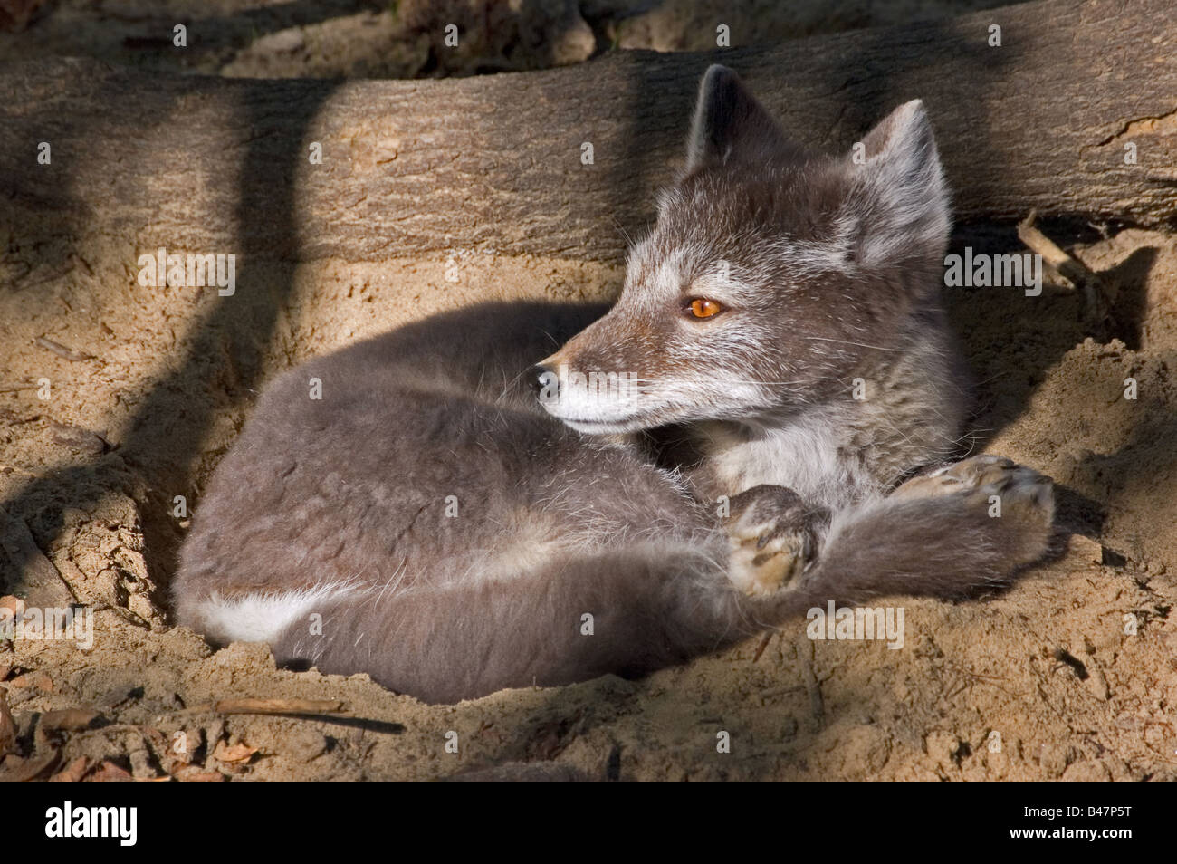 Alert Arctic Fox Stock Photo - Alamy
