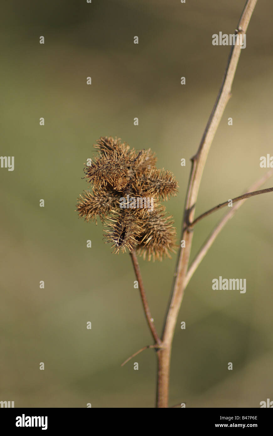 Cocklebur hi-res stock photography and images - Alamy