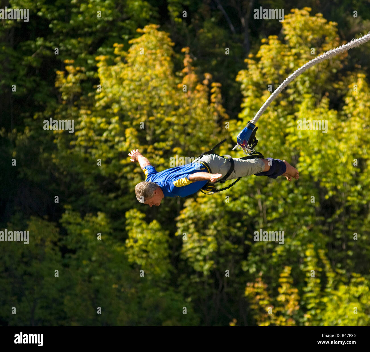 A man bungee jumping in a swallow dive from the A J Hackett Bridge over ...