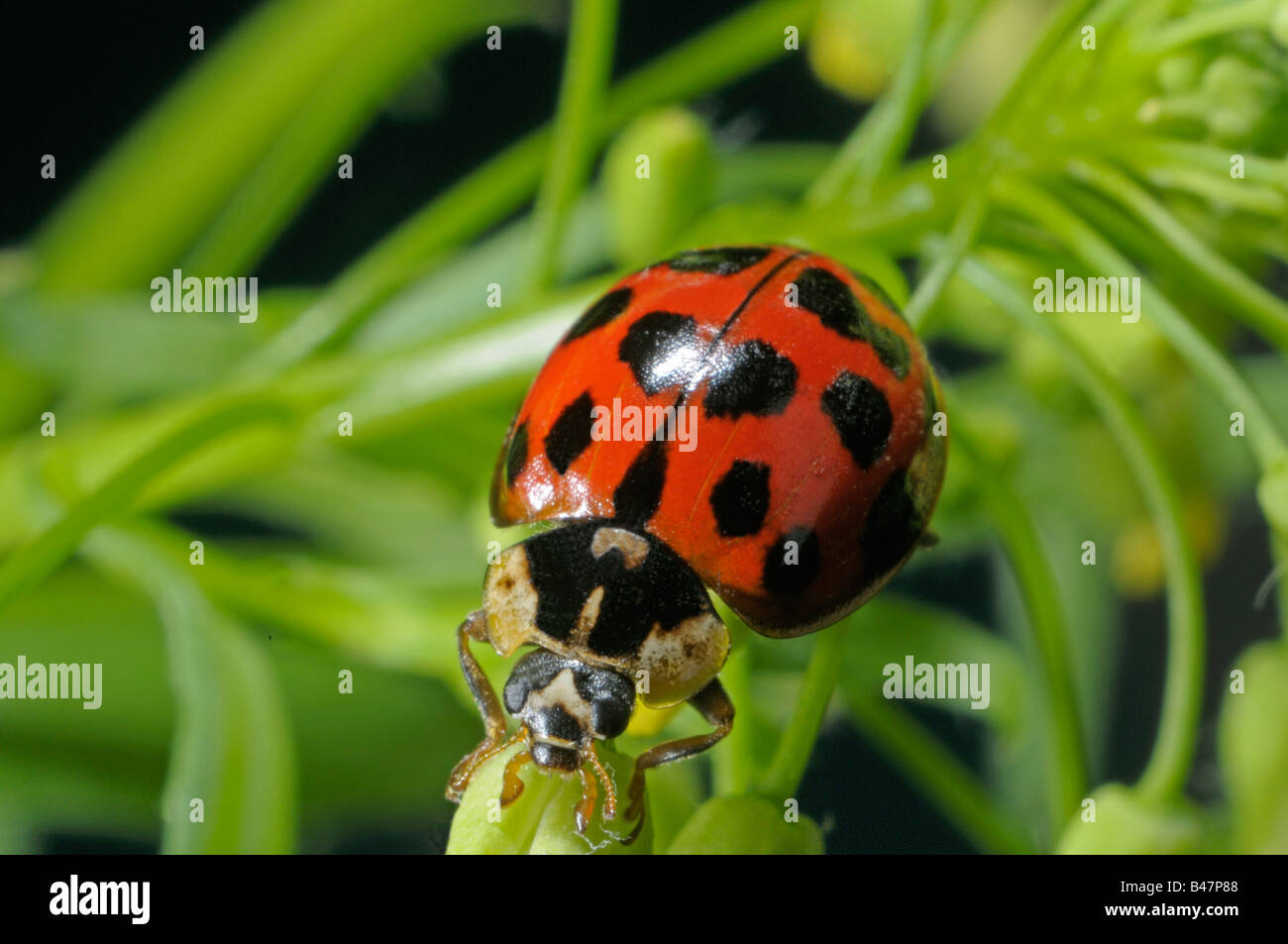 Asian Lady Beetle (Harmonia axyridis), beetle on a stem Stock Photo - Alamy