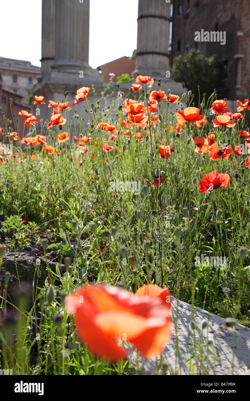 field of poppies among roman ruins Rome Stock Photo - Alamy