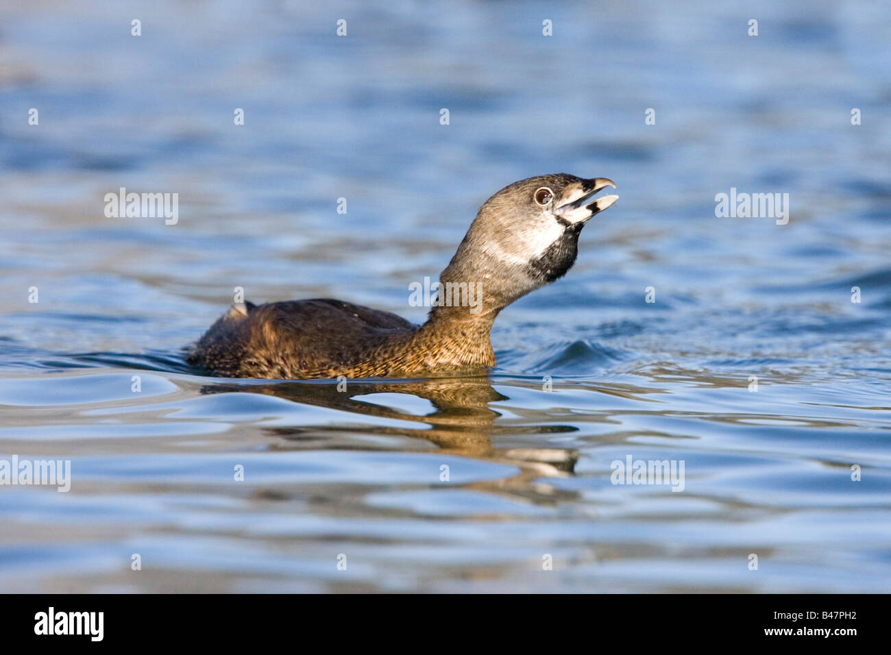 Pied-billed Grebe Podilymbus podiceps Stock Photo - Alamy