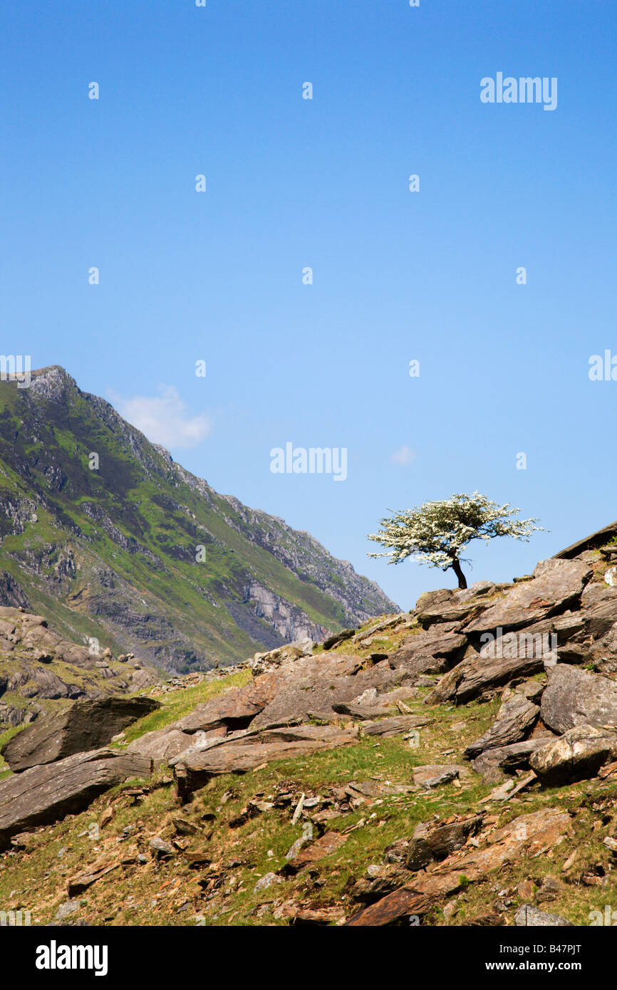 Lone Tree Pass of Llanberis Snowdonia Wales Stock Photo - Alamy