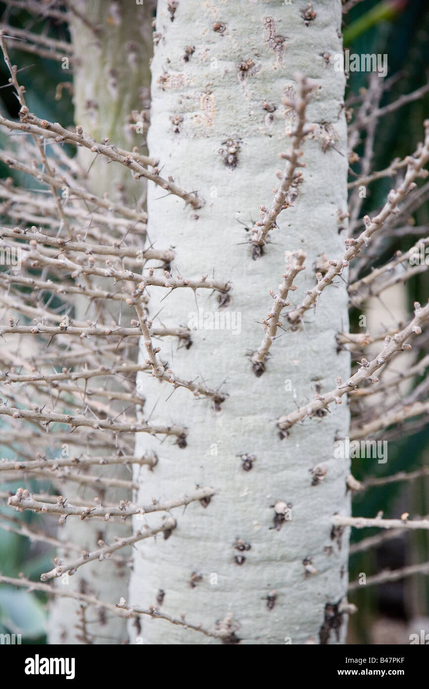 A Boojum tree, a desert plant which grows only in Baja, California and ...