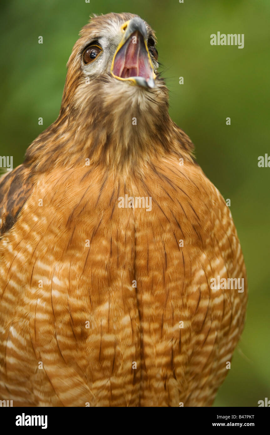 Perched red shouldered hawk calling Stock Photo - Alamy