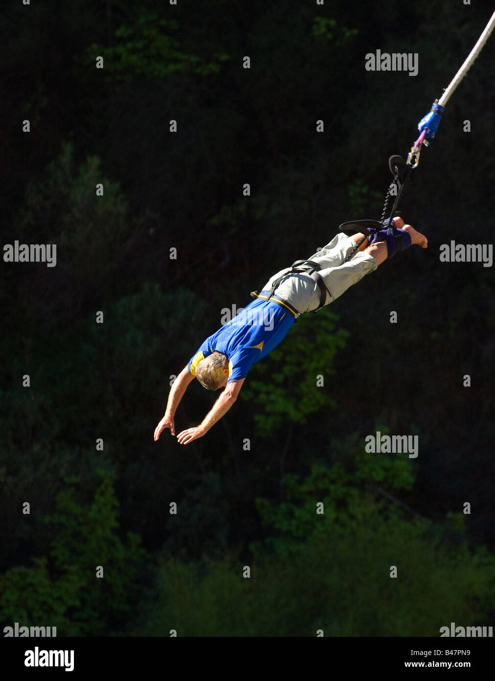 A man bungee jumping in a swallow dive from the A J Hackett Bridge over ...