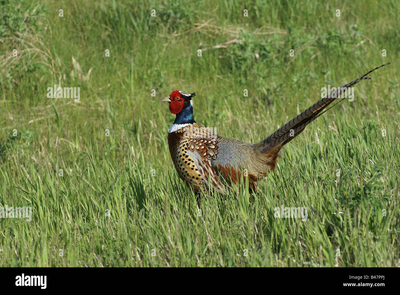 A Chinese ringnecked pheasant rooster struts in green grass in the ...