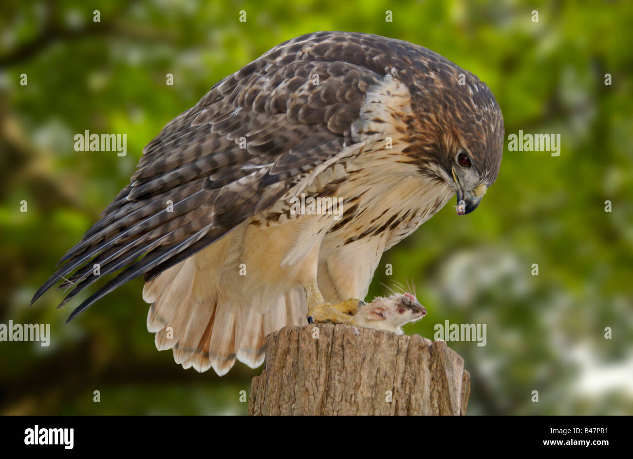 Red Tail Hawk with prey Stock Photo - Alamy