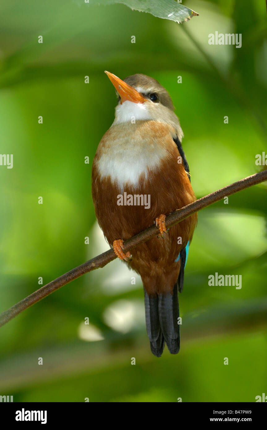Feather vertical card eye eyes feather feathers stalking hunting hi-res ...