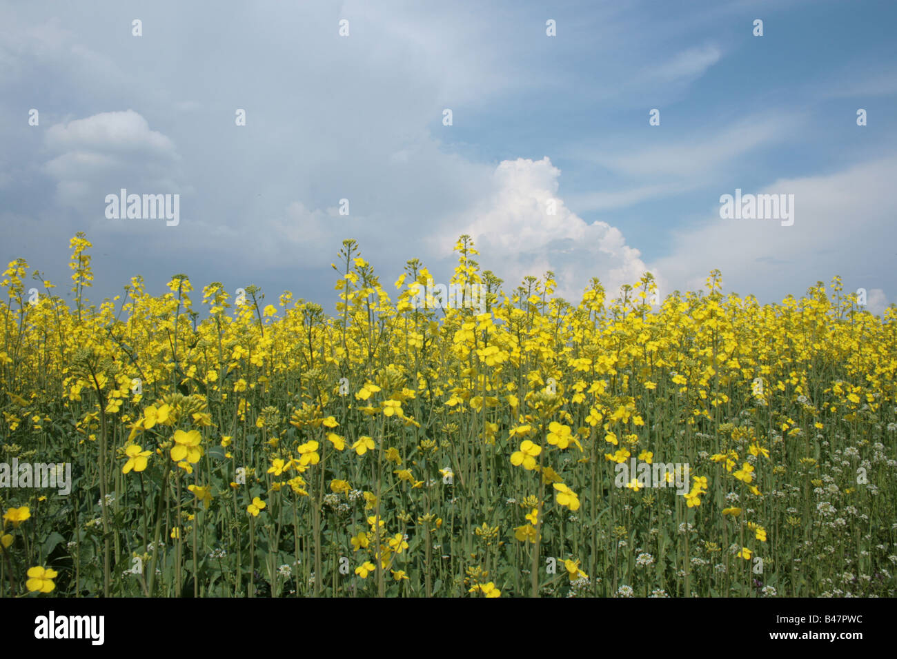 Rolling landscape in spring Stock Photo - Alamy