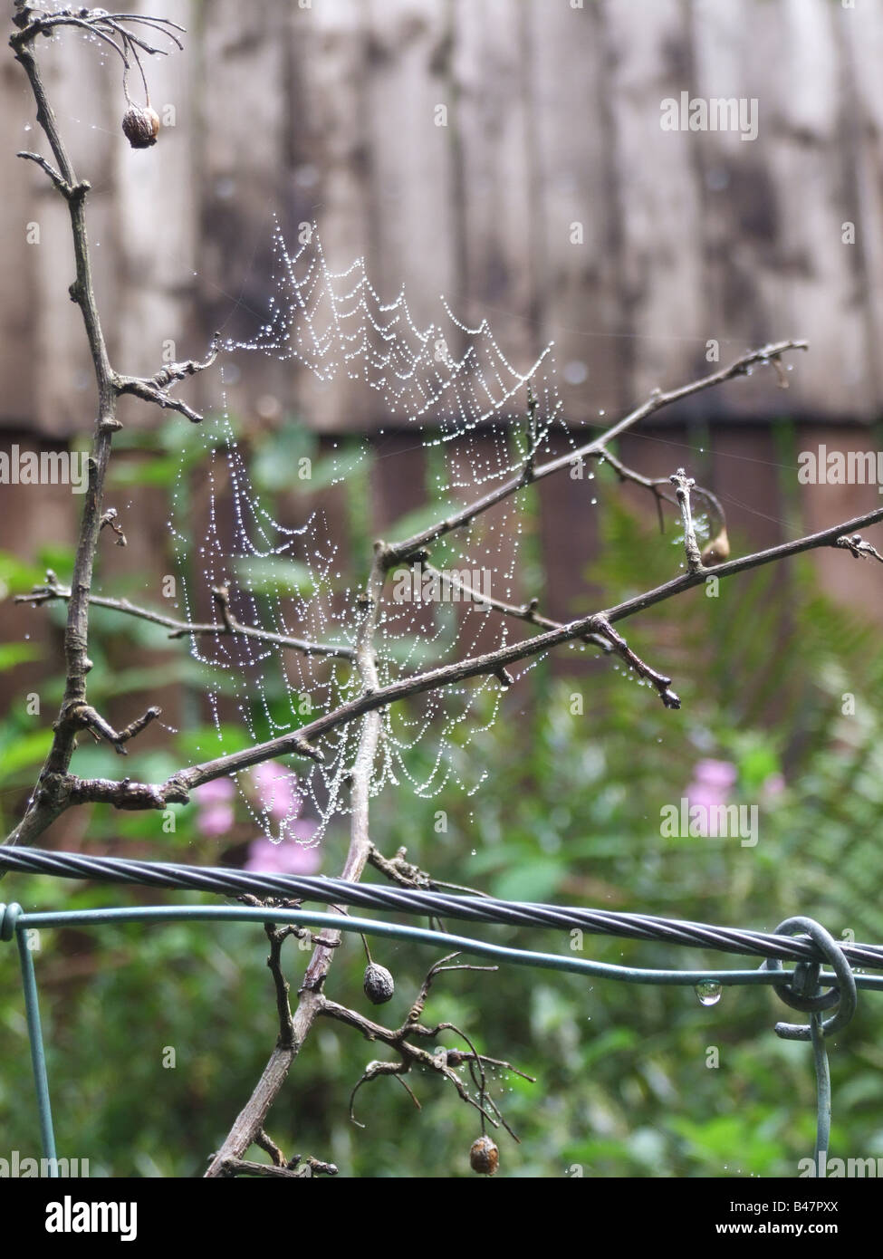 Wet cobweb on tree hi-res stock photography and images - Alamy