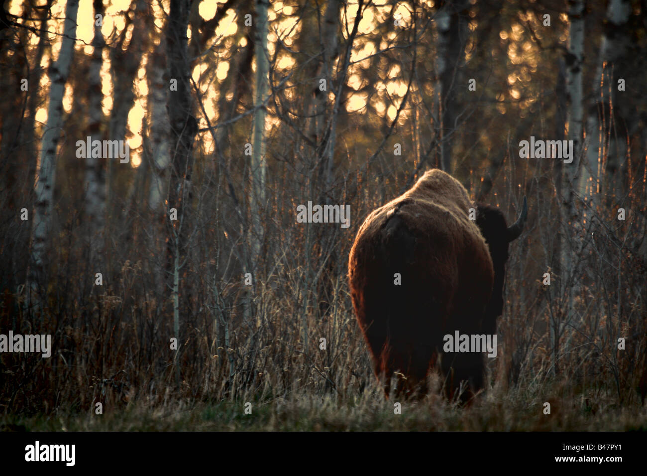 Rear view of one buffalo Stock Photo - Alamy