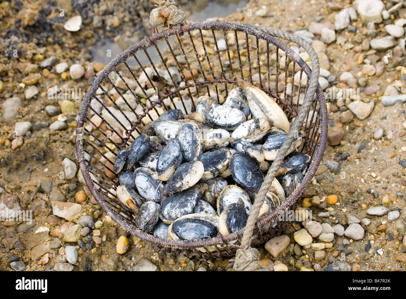 Basket of Clams Stock Photo - Alamy