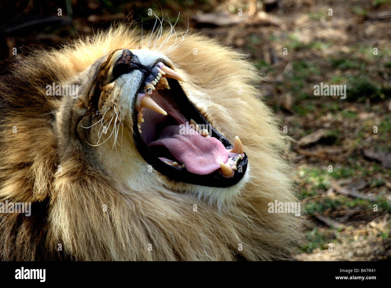 Lion showing canines hi-res stock photography and images - Alamy