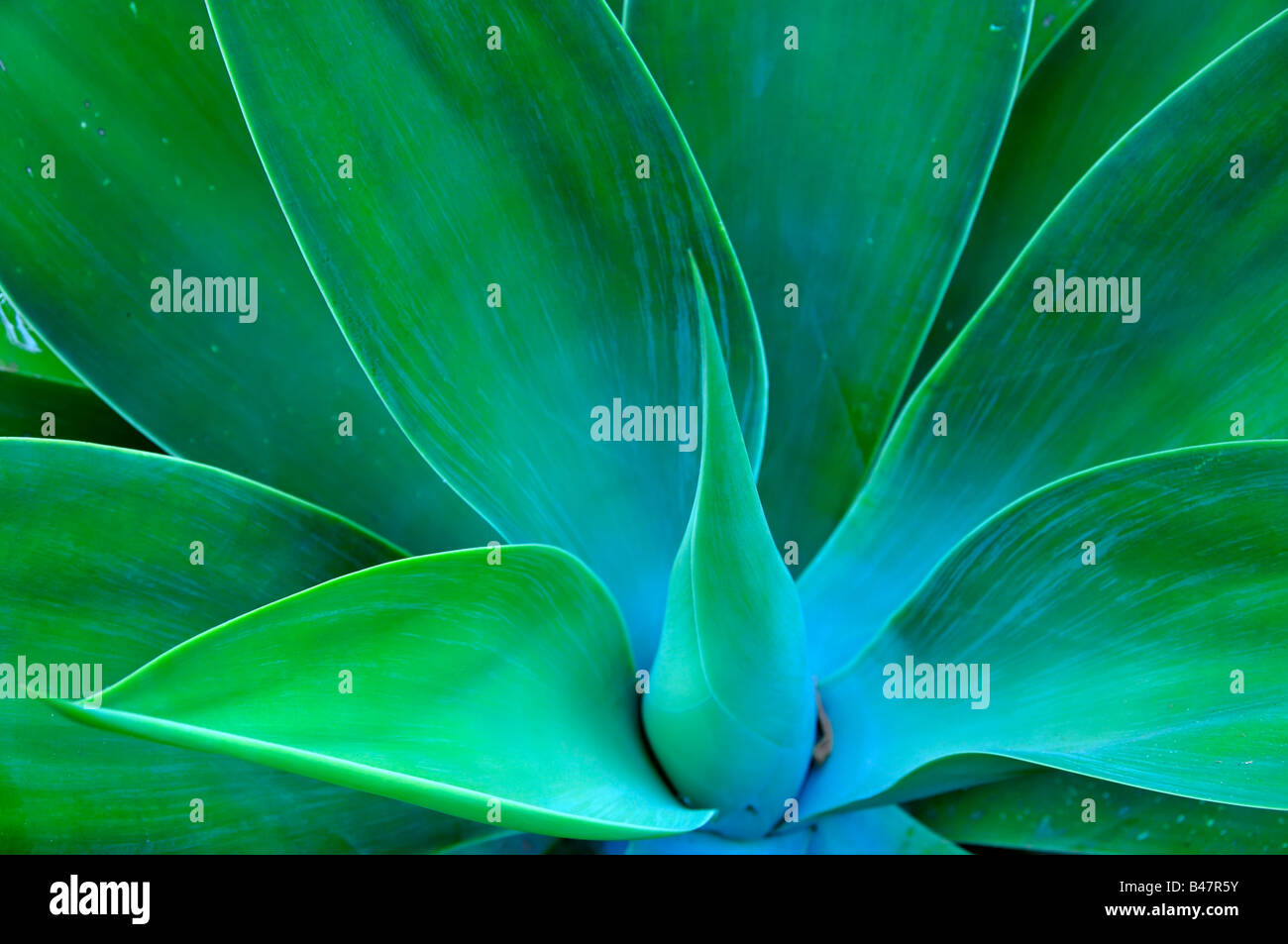 Agave attenuata leaves hi-res stock photography and images - Alamy