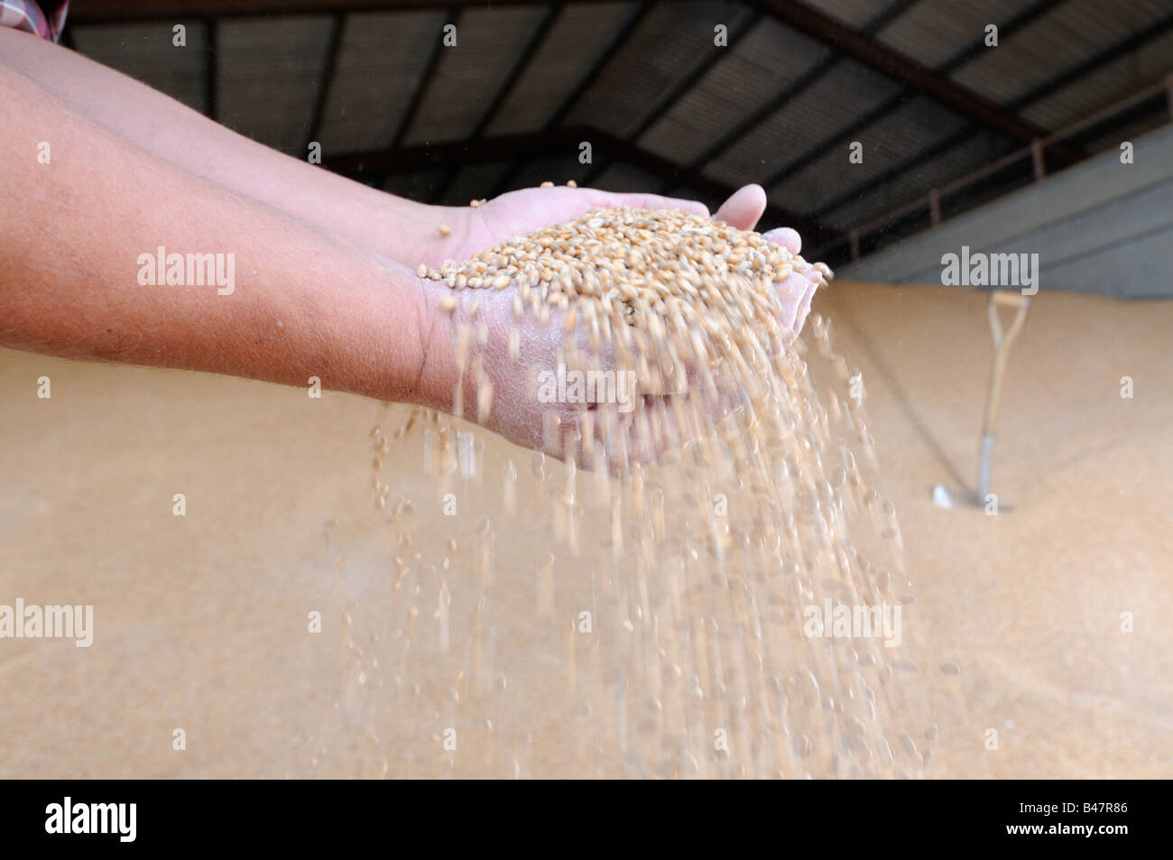 Farmers hands holding wheat grain in corn store Norfolk UK September ...