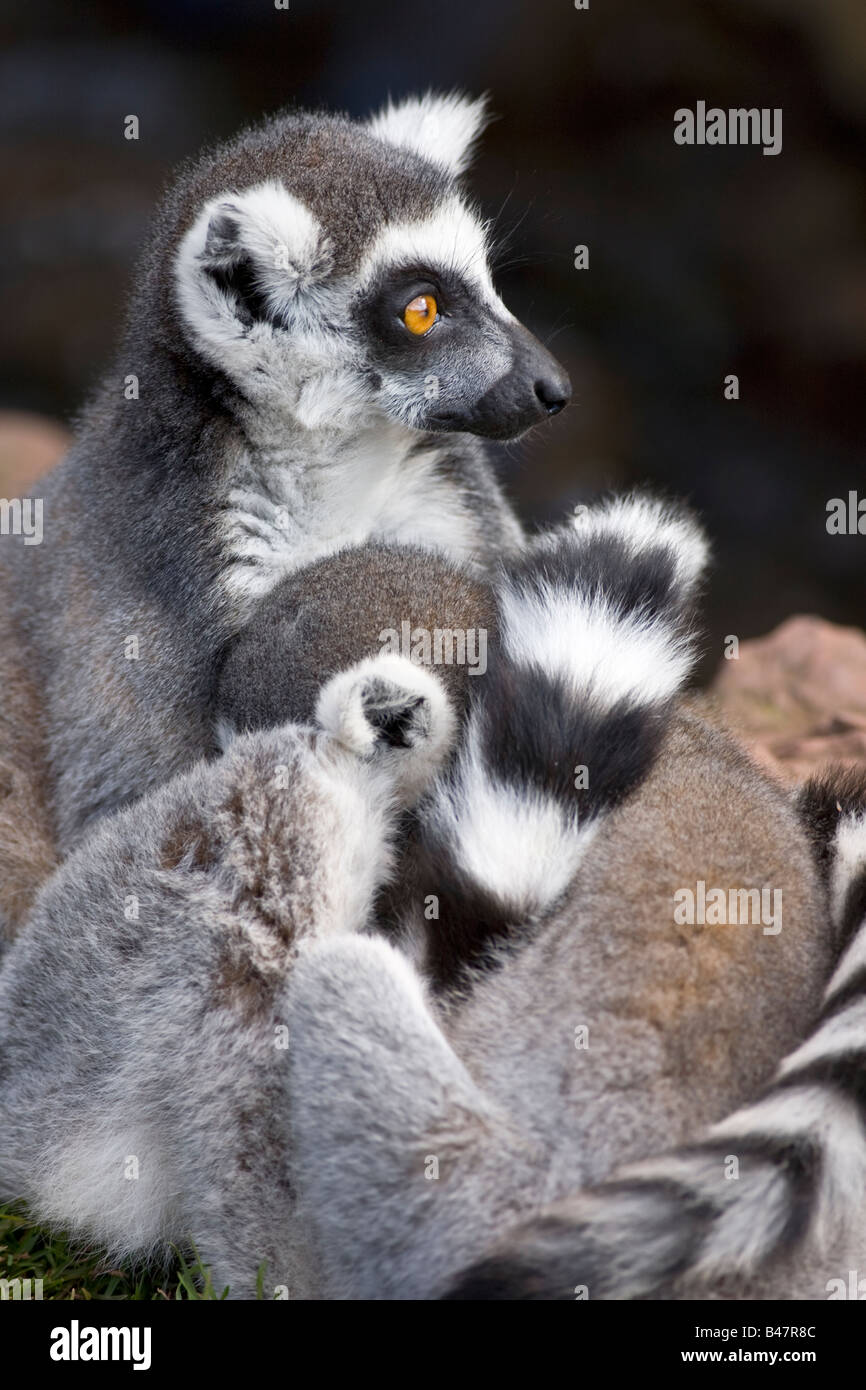 Ring tailed Lemur Lemur catta Stock Photo - Alamy