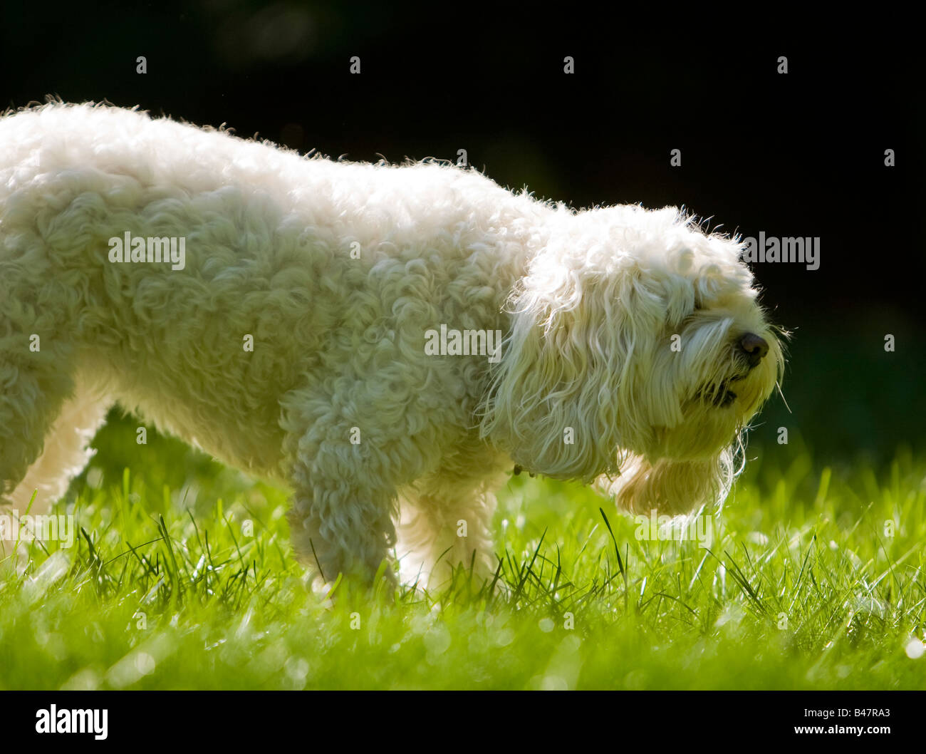 Cockapoo hi-res stock photography and images - Alamy