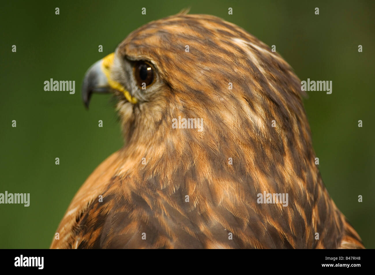 raptor red shoulderded hawk perched Portrait Stock Photo - Alamy