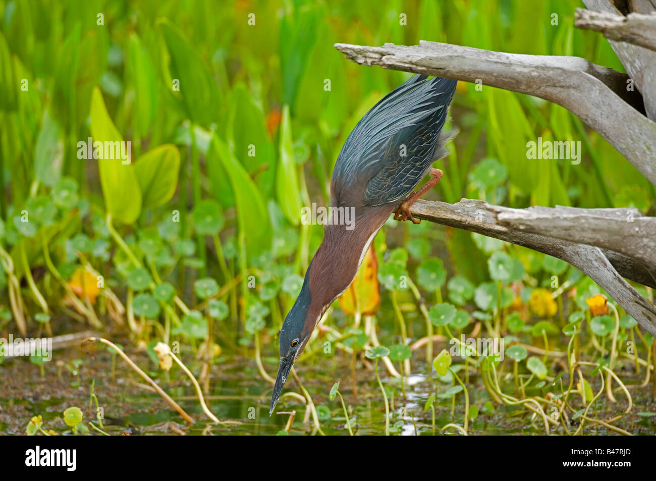 Little green Heron stalking hunting wading bird Stock Photo - Alamy