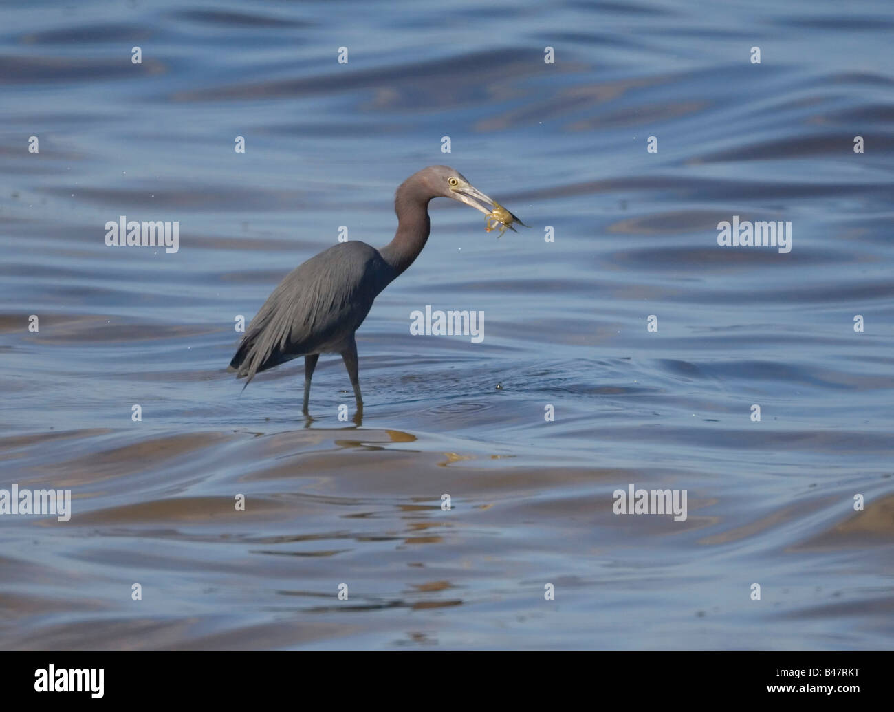 Stalking little blue heron hi-res stock photography and images - Alamy