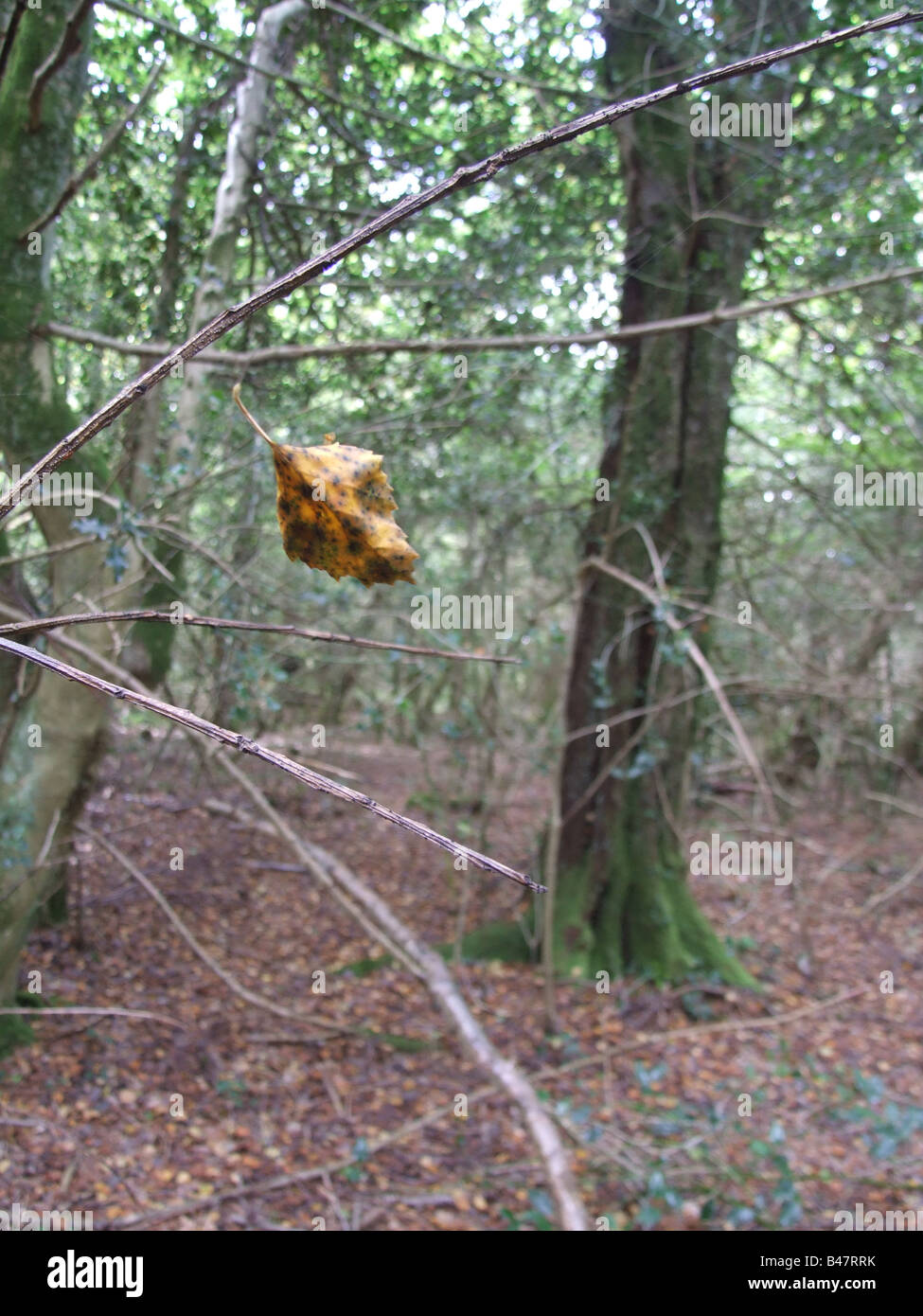one last leaf on bare tree branches in woods forest Stock Photo - Alamy