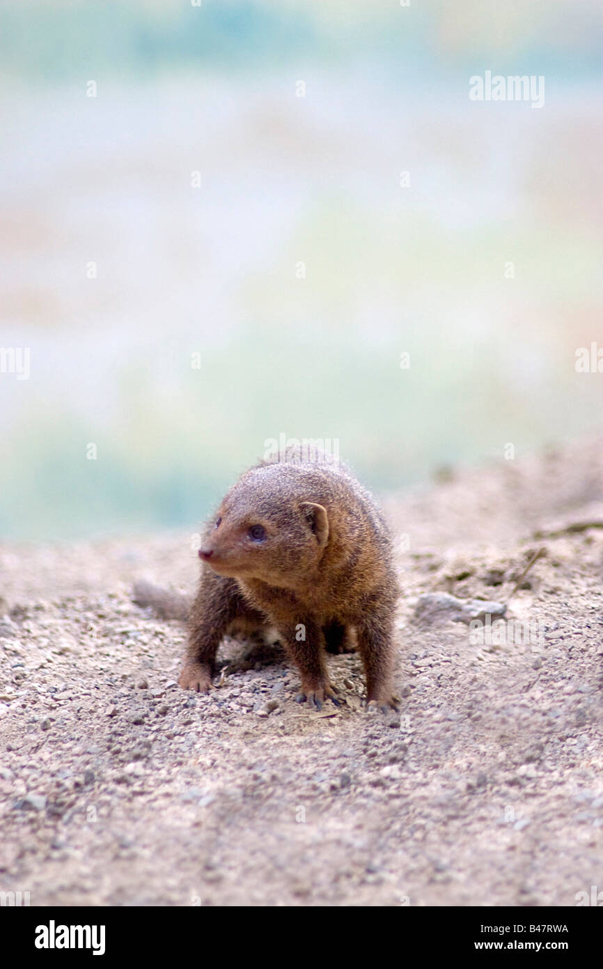 A young mongoose in a desert setting very cute Stock Photo - Alamy