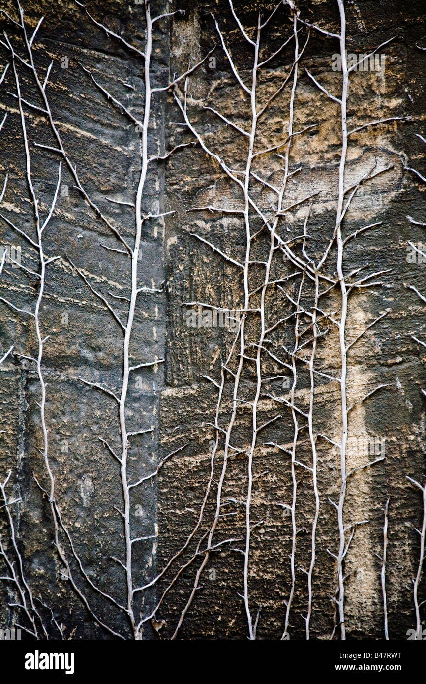 Dead ivy hi-res stock photography and images - Alamy