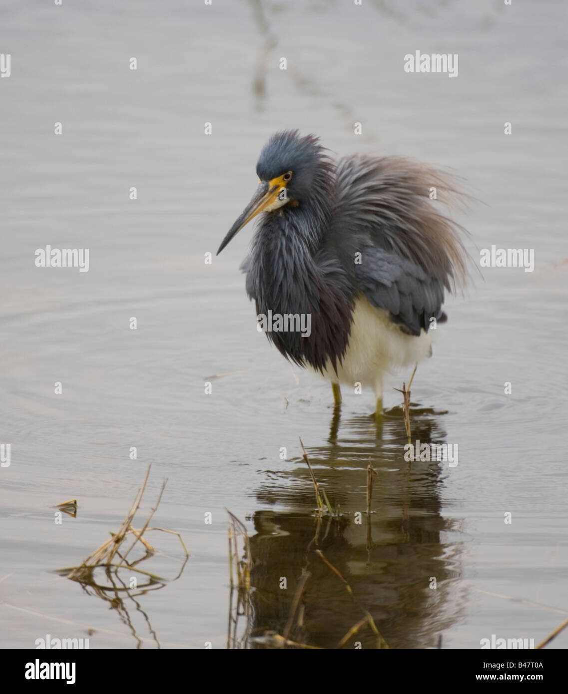 Puffed up bird hi-res stock photography and images - Alamy