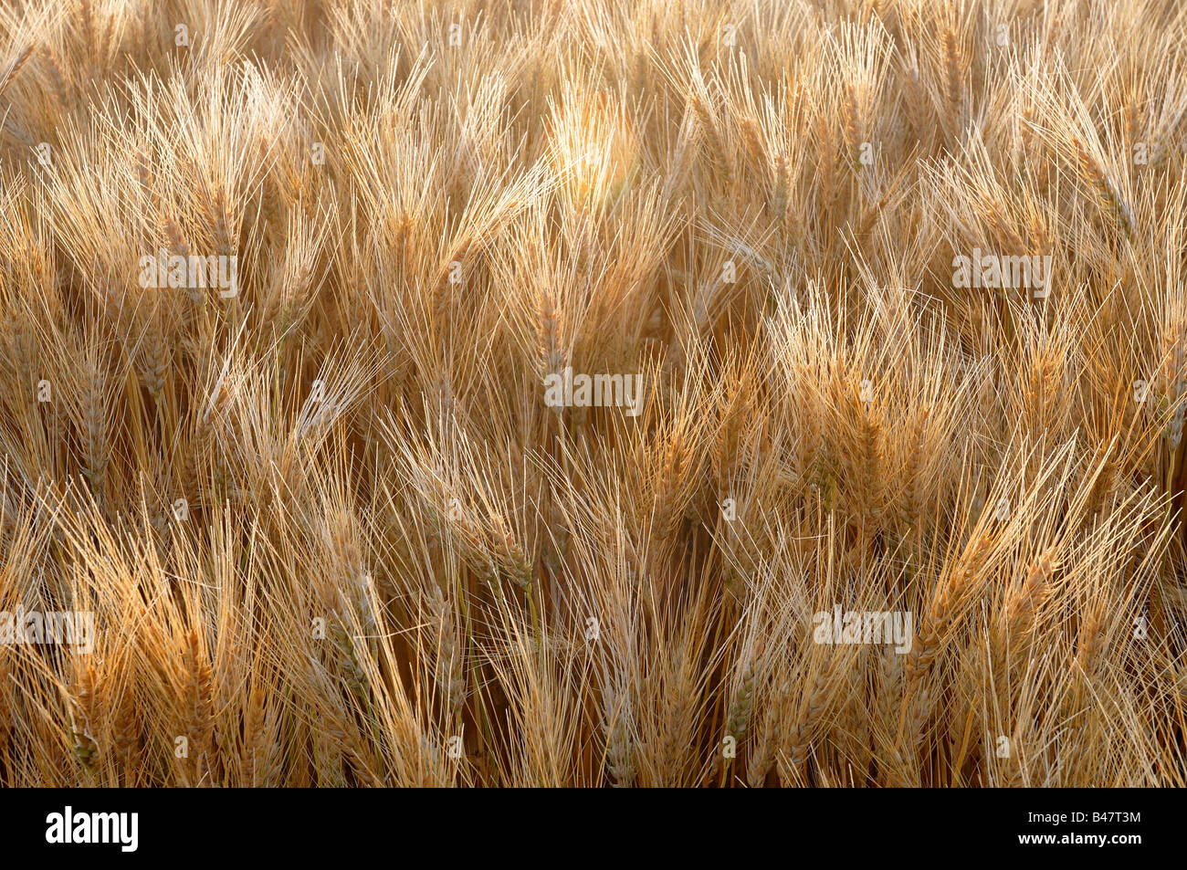 Wheat 'close up' 0807 Stock Photo - Alamy