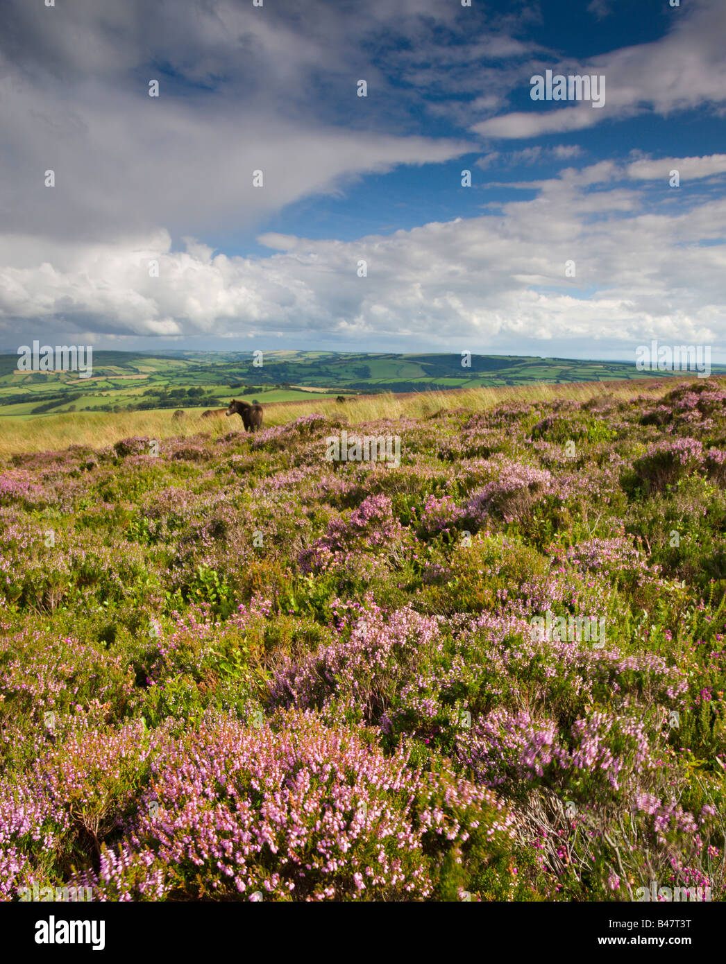 Exmoor ponies graze amongst flowering heather on Dunkery Hill in the ...