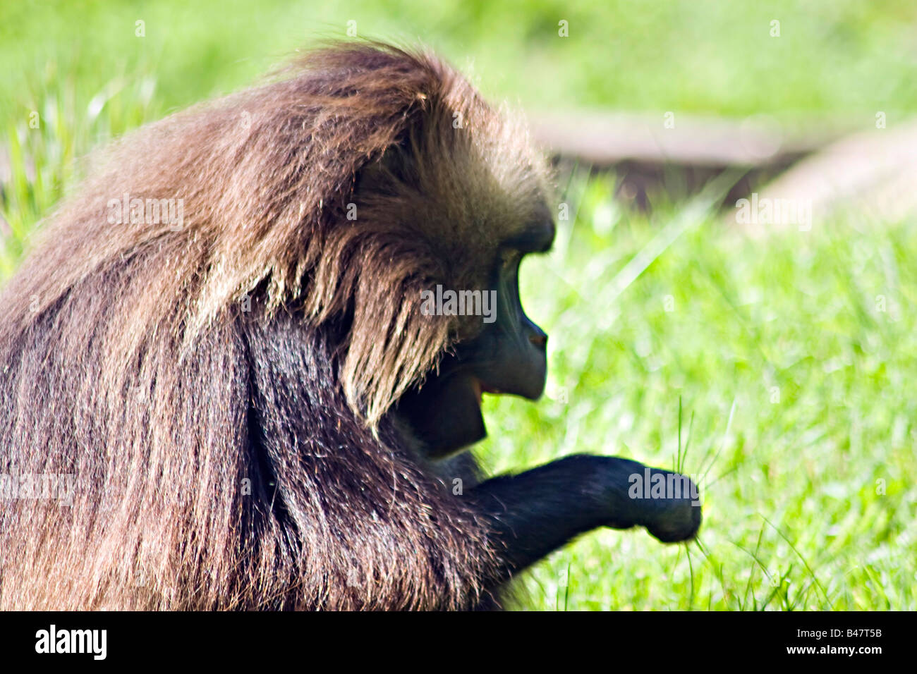 Monkey eating grass hi-res stock photography and images - Alamy