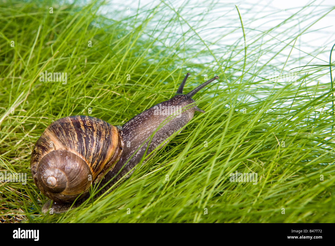 Garden snail crawling through garden grass towards the edge Stock Photo ...