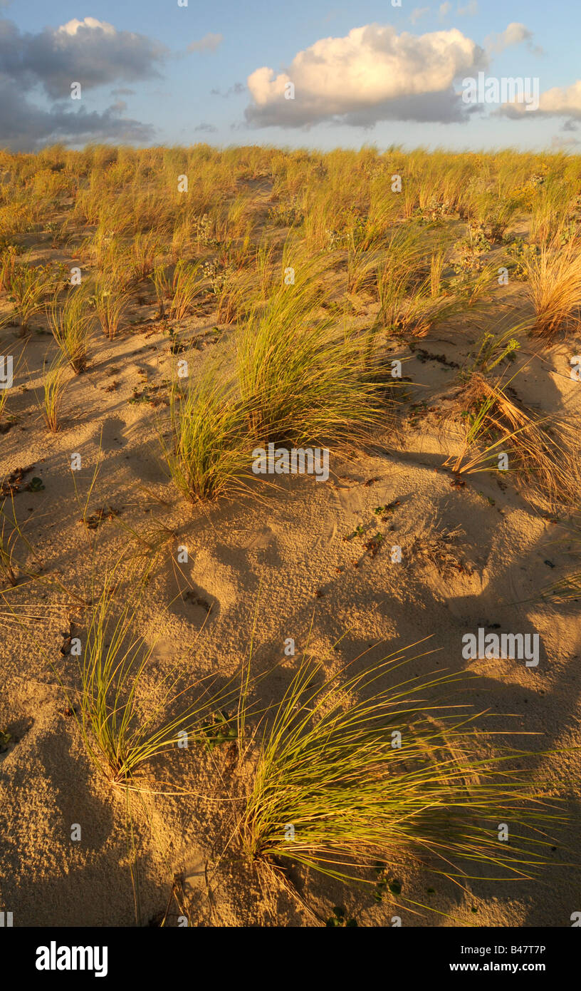 Wild sand dunes on the southern Atlantic coast, "Les Landes" in France ...