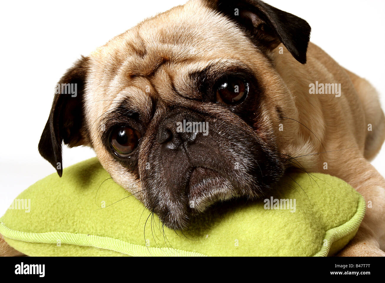 Closeup of a sad Pug Stock Photo - Alamy