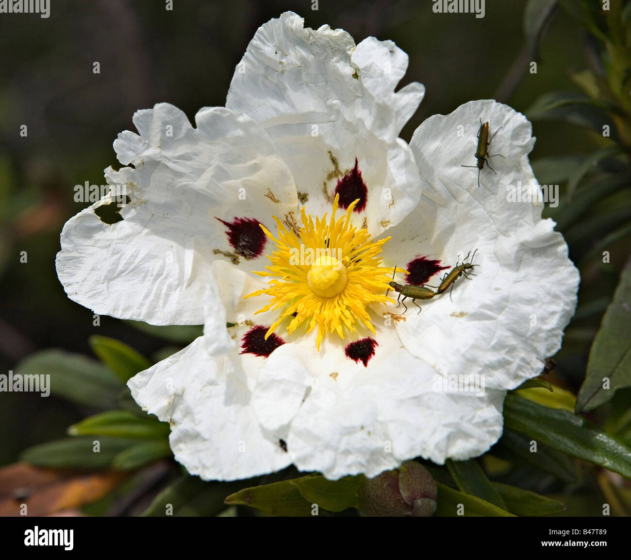 Blooming white cistus flower at Parque Natural da Arrabida Serra da ...