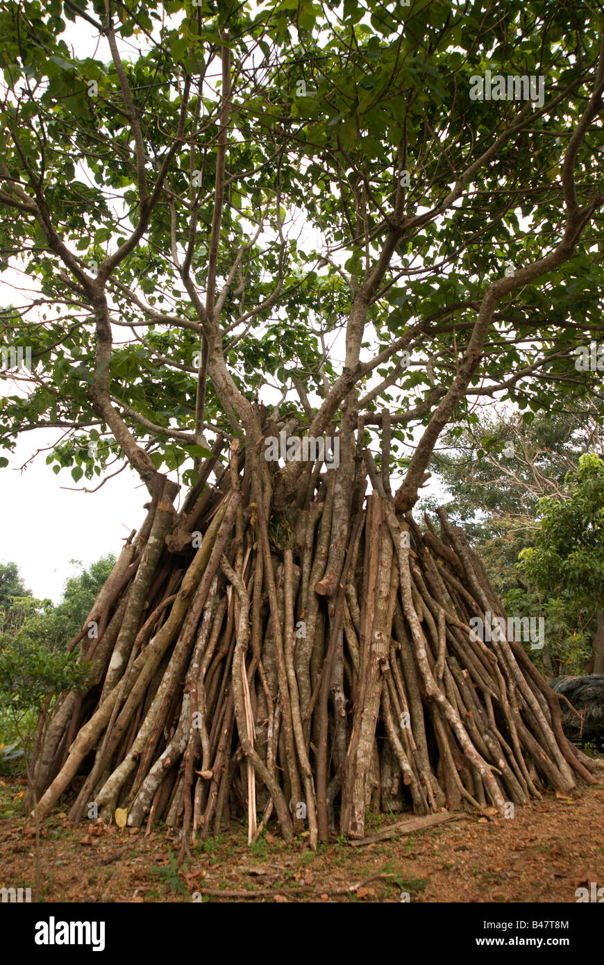 tree covered with branches Stock Photo - Alamy