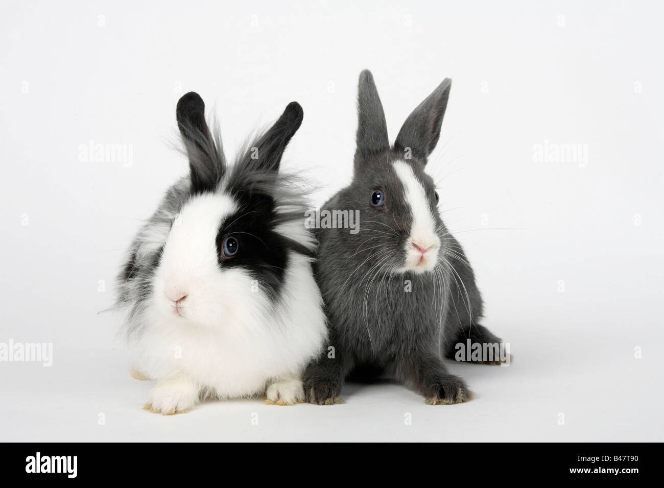 Lion maned Dwarf Rabbit black and white 13 weeks and Dwarf Rabbit blue ...